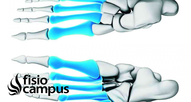 Metatarsianos │Qué son, significado, ubicación, función y lesiones