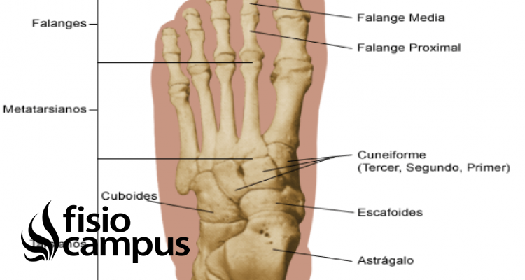 Metatarsofalángica | Qué es, partes, tipo de articulación, movimientos ...