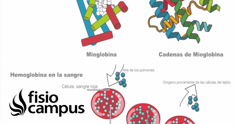 Mioglobina | Qué es, dónde se encuentra, cuál es su función y enfermedades