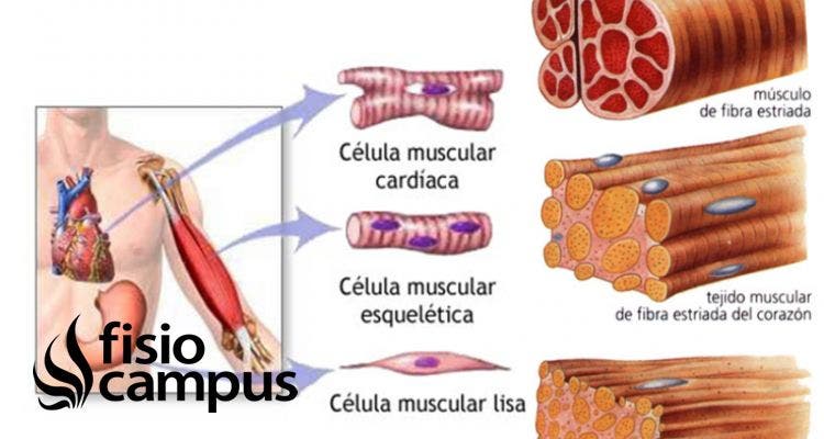Músculo estriado | Qué es, en qué parte se encuentra, cuál es su ...