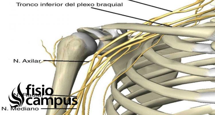 Axilar (nervio) | Qué es, dónde se origina, recorrido, ramificaciones ...