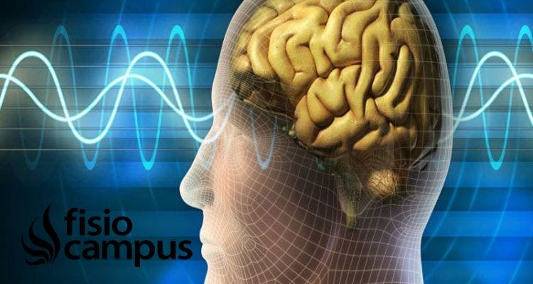 Noradrenalina | Qué es, qué órgano la segrega, efectos, en qué estructuras del cuerpo actúa y a ...