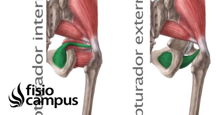 Ultrassom Do Musculo Obturador Interno VOL. 28 Nº 29 (SETEMBRO DE