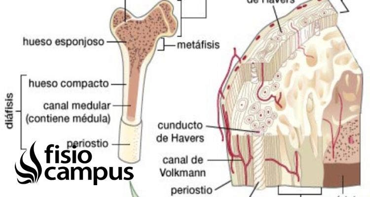 Ostecitos | Qué son, significado, ubicación, cómo se forman y función
