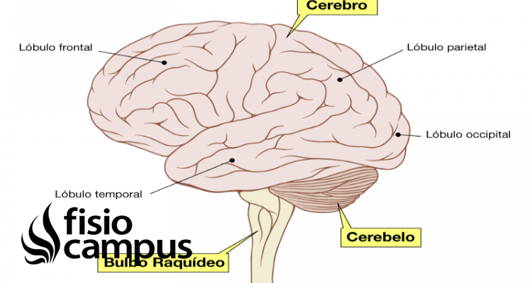 Parietal (lóbulo) | Qué es, ubicación, cómo funciona, qué controla y ...