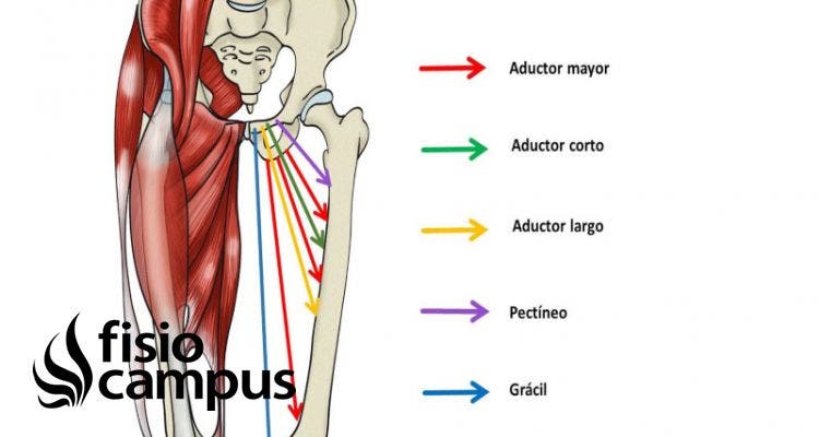 Pectíneo | Qué es, ubicación, origen, inserción y función