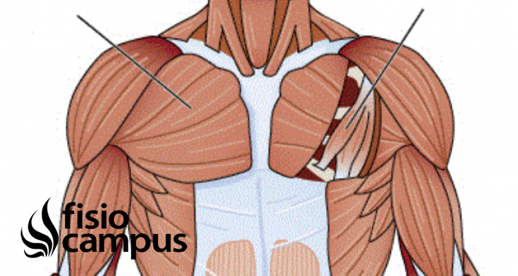 Pectoral mayor y menor | Qué es, ejercicios, origen, inserción y función