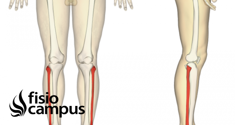 Peroné | Qué es, qué significa, ubicación, función y lesiones