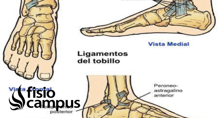 Peroneoastragalino | Qué son, cuáles son, ubicación, origen, inserción ...