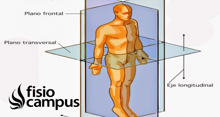 Plano transversal | Qué es, significado y para qué se usa en anatomía