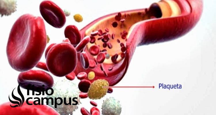 Plaquetas | Qué son, componentes, ubicación, funciones y enfermedades