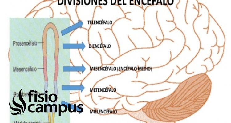 Prosencéfalo | Qué es, ubicación, función y lesiones