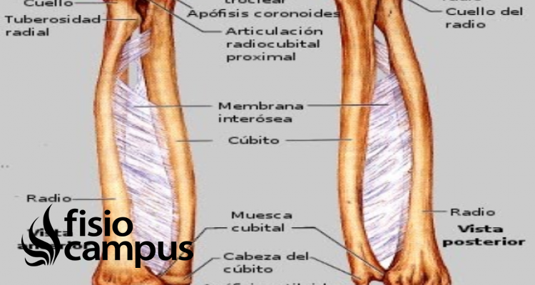 Radiocubital proximal y distal | Qué es, ubicación, tipo de ...