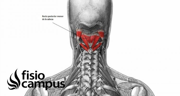 Recto Posterior Menor Qué Es Ubicación Origen Inserción Inervación Y Función