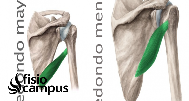 Redondo mayor y menor | Qué es, ejercicios, origen, inserción y función