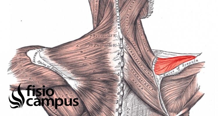 Supraespinoso | Qué es, cómo estirar y fortalecer, origen, inserción ...