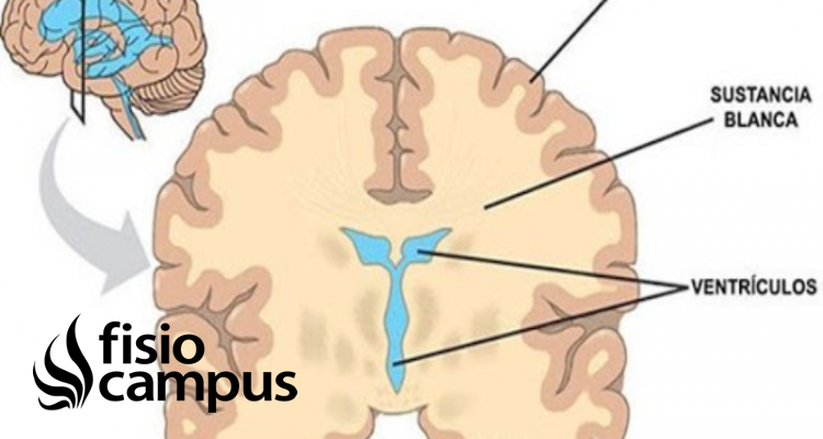 Sustancia gris | Qué es, ubicación, cómo actúa, partes y función