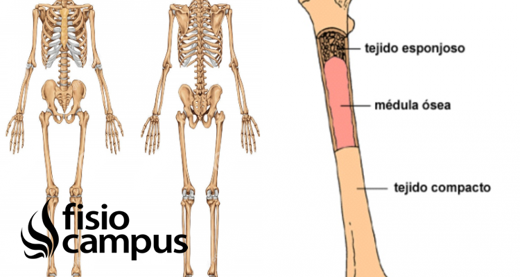Tejido subcondral | Qué es, significado, dónde se forma, función y ...
