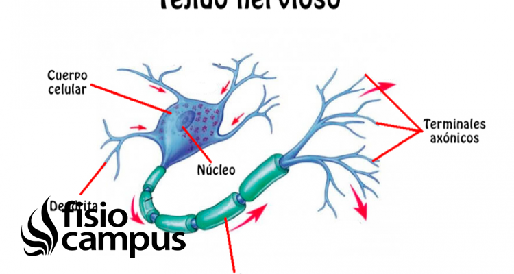 Tejido nervioso | Qué es, componentes, clasificación, ubicación y función