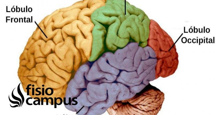 Temporal (lóbulo) | Qué es, ubicación, cómo funciona, qué controla y ...