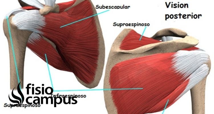 Subescapular (tendón) | Qué es, ubicación, función y lesiones