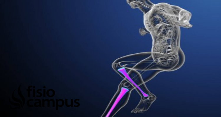 Tibia | Qué es, qué significa, dónde queda, ubicación, función y lesiones
