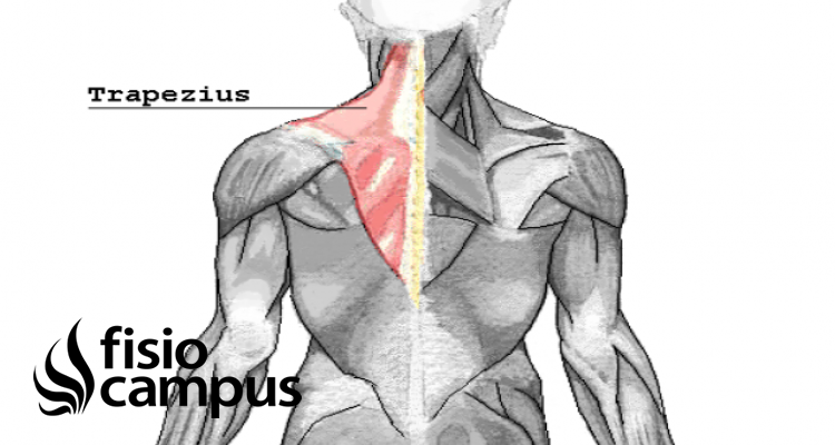 Trapecio | Qué es, cómo estirar y ejercitar, origen, inserción, función ...