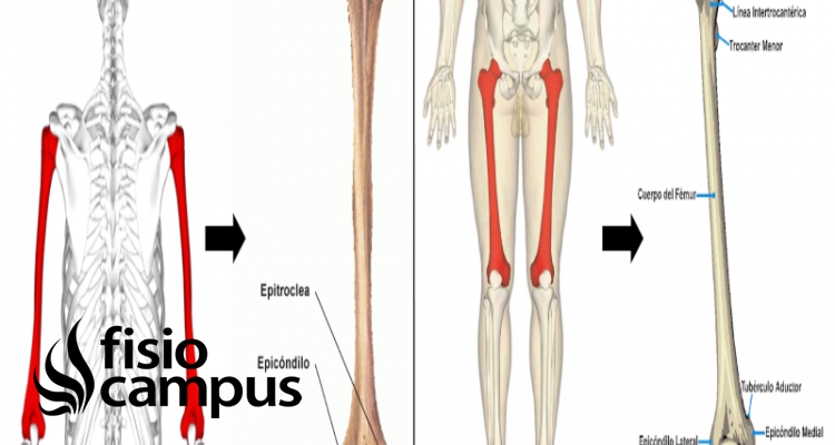 Tróclea | Qué es, significado, ubicación, función y lesiones