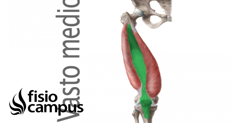 Vasto intermedio | Qué es, ubicación, origen, inserción, inervación y ...