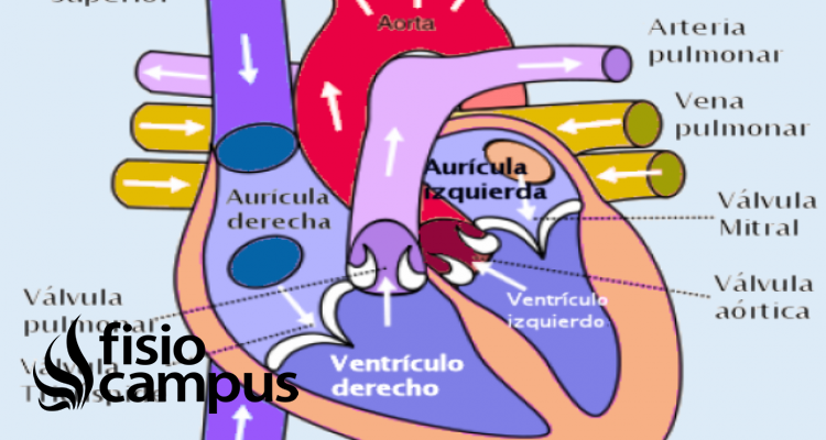 Ventrículo cardíaco | Qué es, dónde se encuentra, cuál es su función y ...