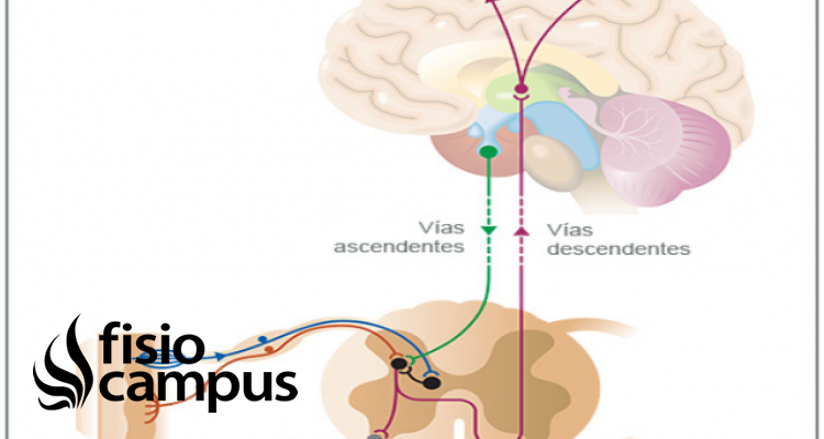 Vías aferentes | Qué son, de dónde provienen, qué tipo de información ...