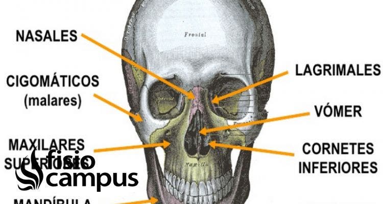 Vómer | Qué es, significado, dónde está, función y alteraciones