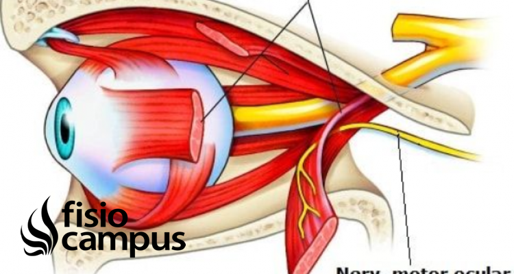 Abducens | Qué es, ubicación, dónde se origina, recorrido ...
