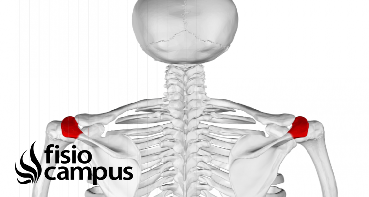 Acromion | Qué es, tipos, qué significa, dónde está, función y lesiones