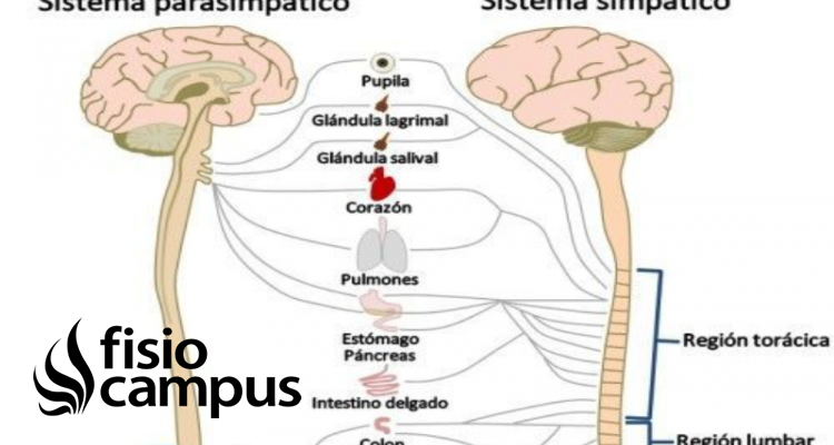 Sistema nervioso autónomo | Qué es, cómo funciona, partes, qué controla ...