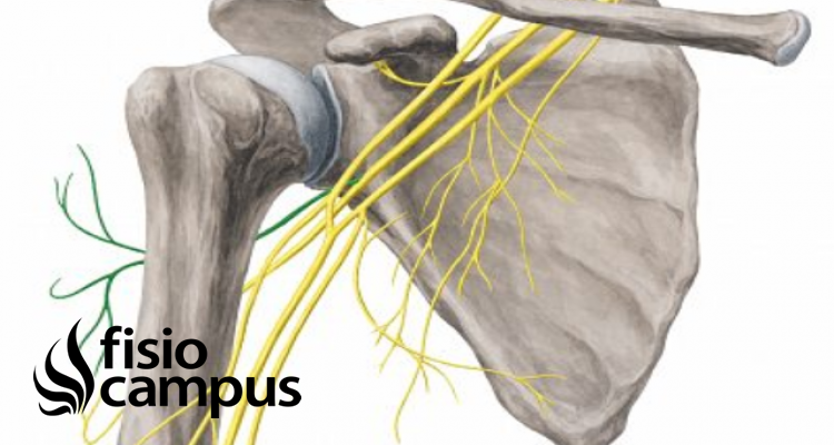 Circunflejo (nervio) | Qué es, ubicación, dónde se origina, recorrido ...