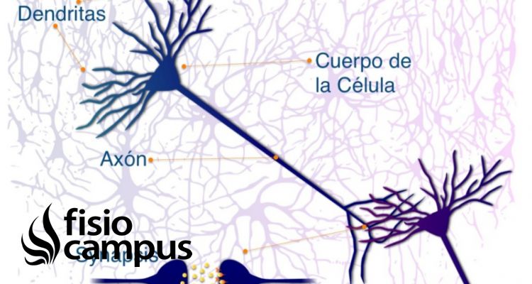 Axón | Qué es, dónde se encuentra, cuál es función e importancia para ...