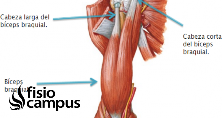 Tendón largo del bíceps | Qué es, función, inserción y lesiones