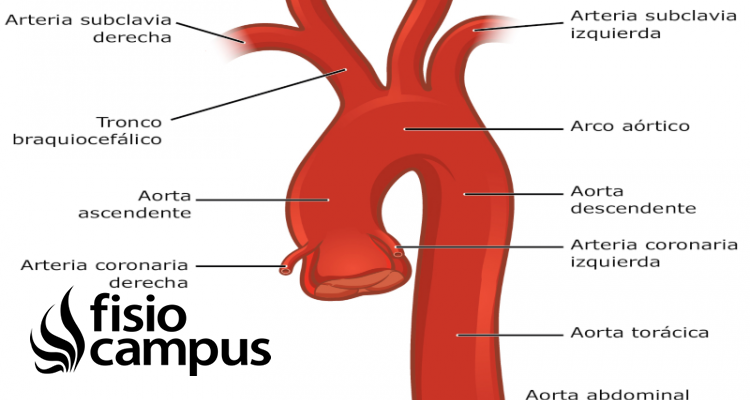 Carótida común | Qué es, ubicación, recorrido, ramificaciones y lesiones