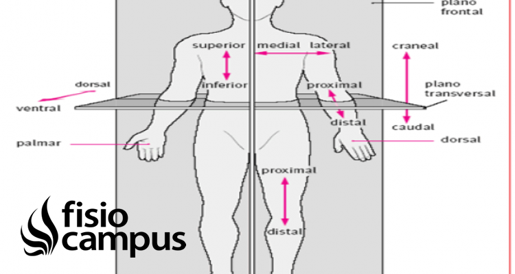 Caudal | Qué es, significado y para qué se usa en anatomía
