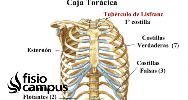 Cavidad torácica | Qué es, ubicación, cuál es su función, qué ...