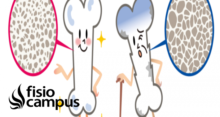 Osteoblastos | Qué son, significado, dónde están ubicados, cómo están ...