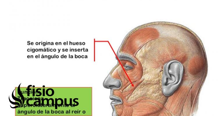 Cigomático mayor | Qué es, ubicación, origen, inserción, inervación y ...
