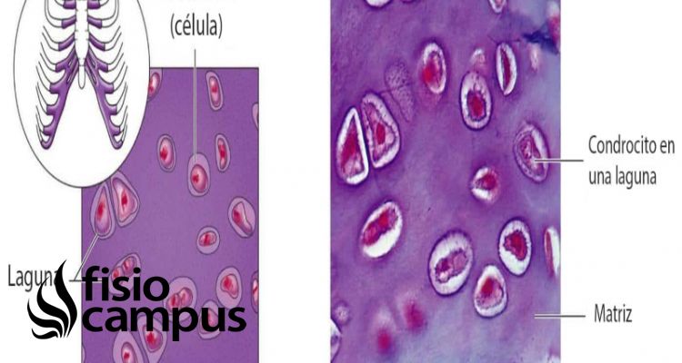 Condrocitos | Qué son, significado, características, ubicación y función