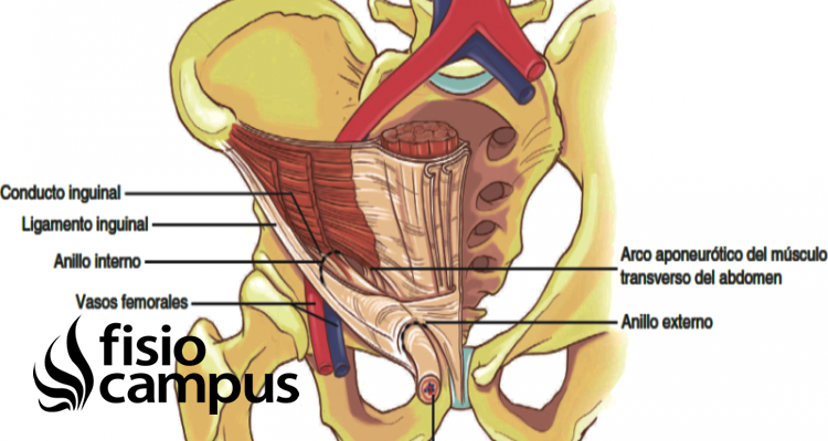Conducto inguinal | Qué es, dónde se encuentra, función, qué estructuras alberga y lesiones