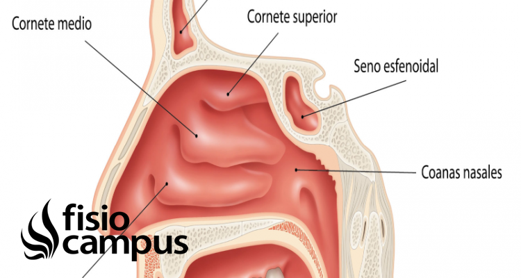 Cornetes nasales | Qué son, significado, dónde están, función e ...