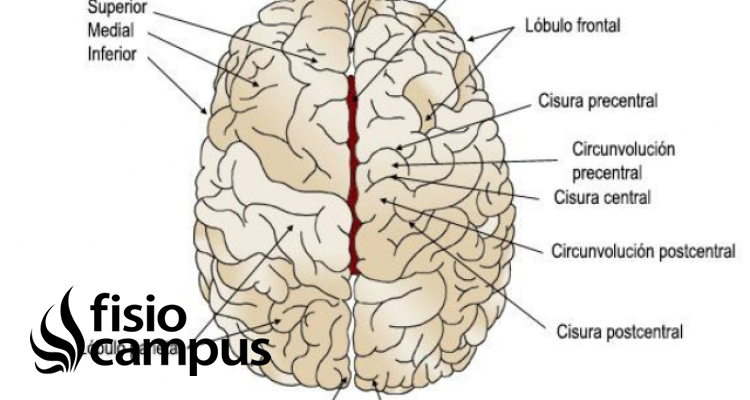 Corteza cerebral | Qué es, ubicación, cómo trabaja, partes y función