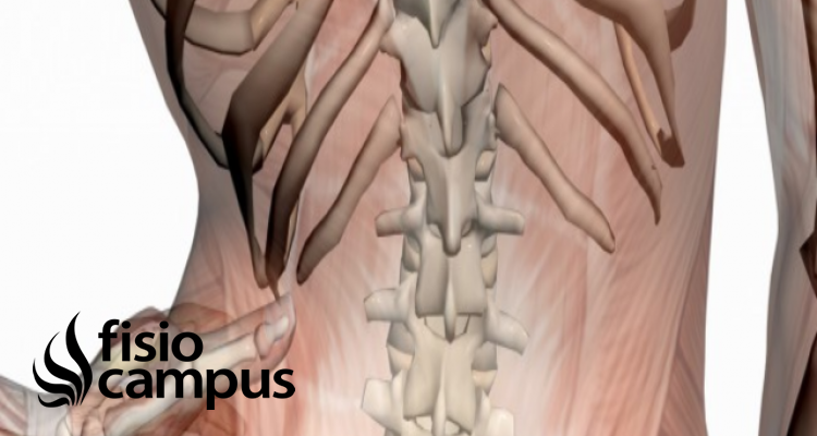 Costilla flotante | Qué es, por qué se llaman así, ubicación, función y ...