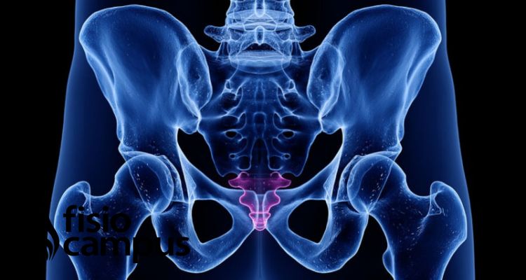 Cóccix o coxis | Qué es, significado, dónde se encuentra, función y qué ...