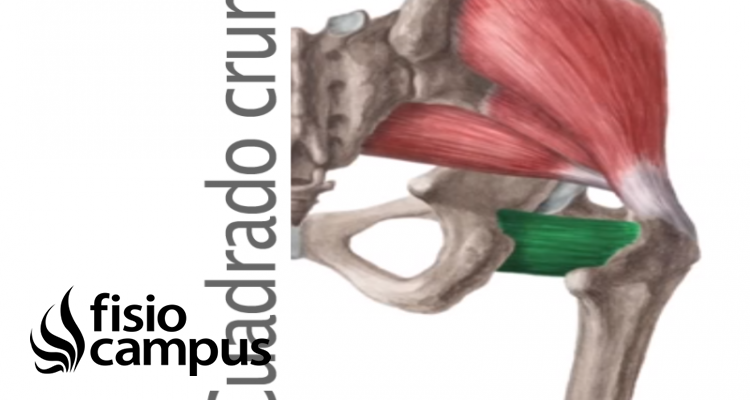 Cuadrado crural | Qué es, origen, inserción, inervación, función y lesiones